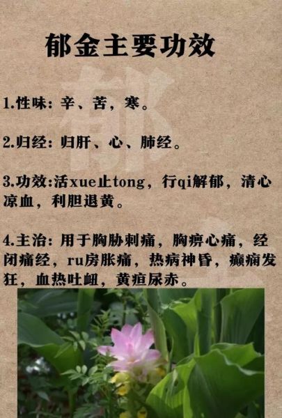 郁金的功效与作用_郁金怎么吃效果最好-第1张图片-山城妙识