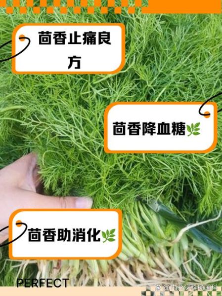 茴香的功效与作用是什么_茴香怎么吃效果最好-第3张图片-山城妙识 茴香的功效与作用是什么_茴香怎么吃效果最好-第3张图片-山城妙识