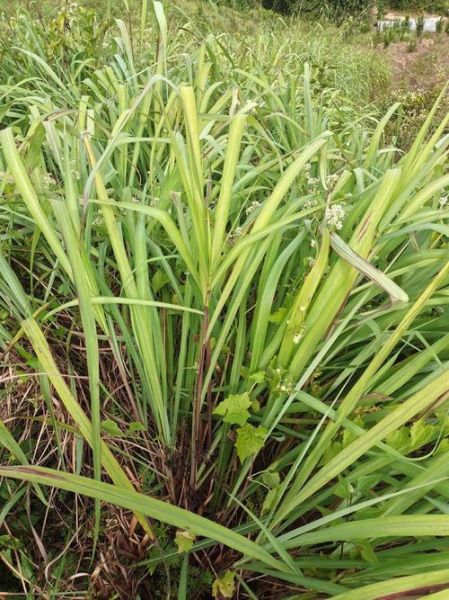 香茅油多少钱一斤_香茅油价格走势-第1张图片-山城妙识