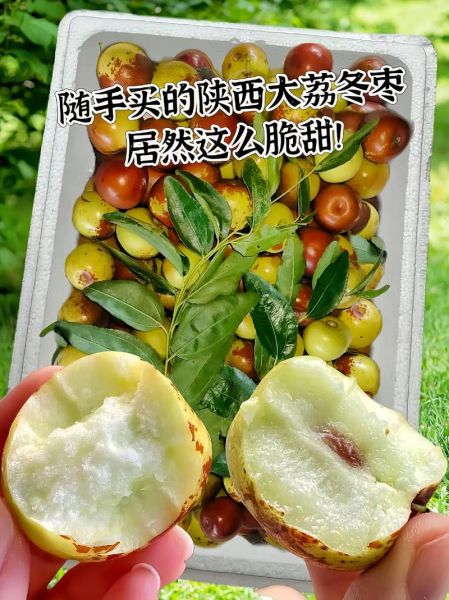 脆冬枣的营养价值_脆冬枣的功效与作用-第1张图片-山城妙识