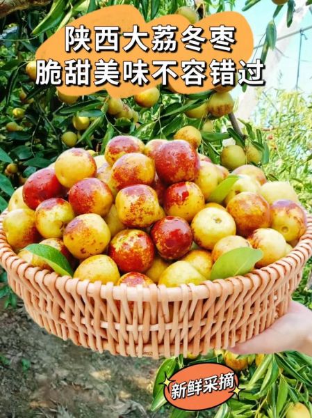 脆冬枣的营养价值_脆冬枣的功效与作用-第3张图片-山城妙识