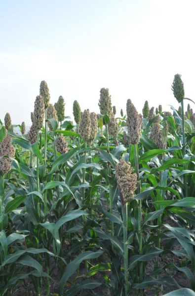 高粱图片高清_如何拍摄高清高粱照片-第1张图片-山城妙识