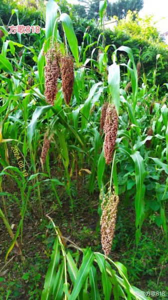 高粱图片高清_如何拍摄高清高粱照片-第2张图片-山城妙识