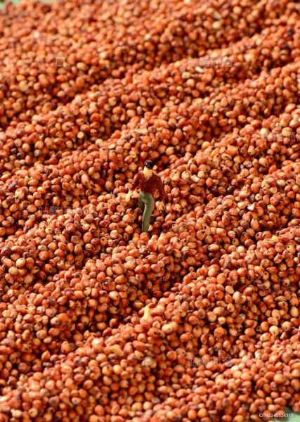 高粱图片高清_如何拍摄高清高粱照片-第3张图片-山城妙识