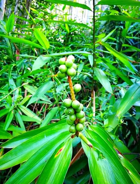 益智仁长什么样_益智仁图片特征-第1张图片-山城妙识