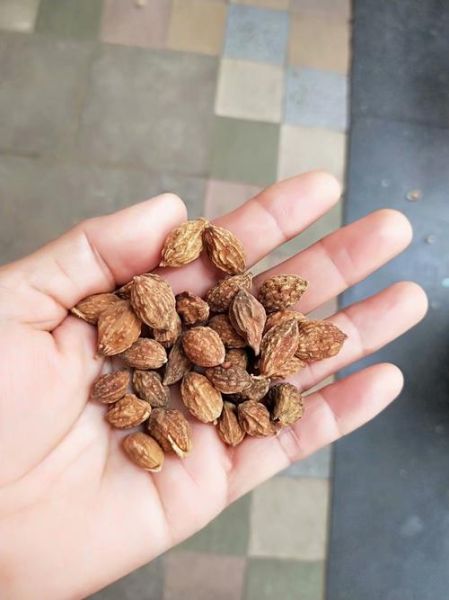 益智仁长什么样_益智仁图片特征-第3张图片-山城妙识