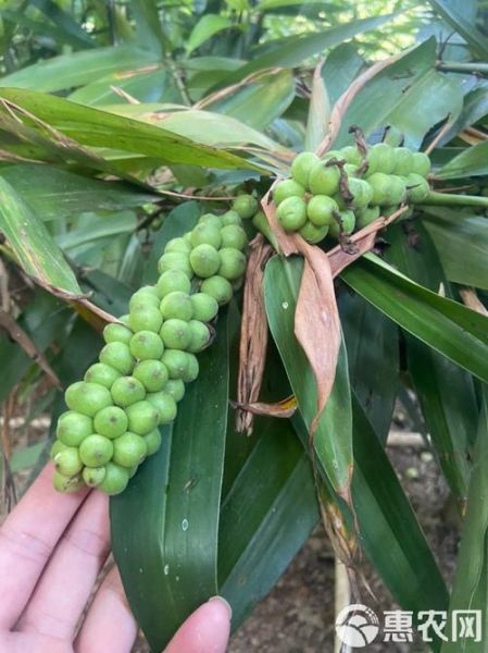 益智仁长什么样_益智仁图片特征-第2张图片-山城妙识