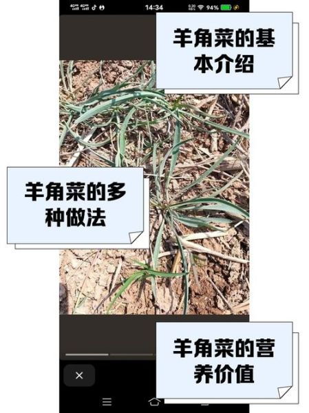 羊角菜是什么_羊角菜怎么吃最好-第1张图片-山城妙识