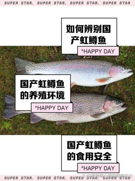 虹鳟鱼多少钱一斤_虹鳟鱼价格走势-第2张图片-山城妙识