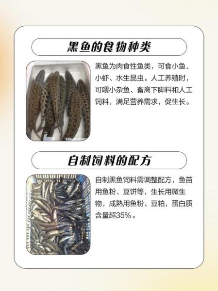 黑鱼苗吃什么食物_黑鱼苗饲料怎么选-第2张图片-山城妙识 黑鱼苗吃什么食物_黑鱼苗饲料怎么选-第2张图片-山城妙识