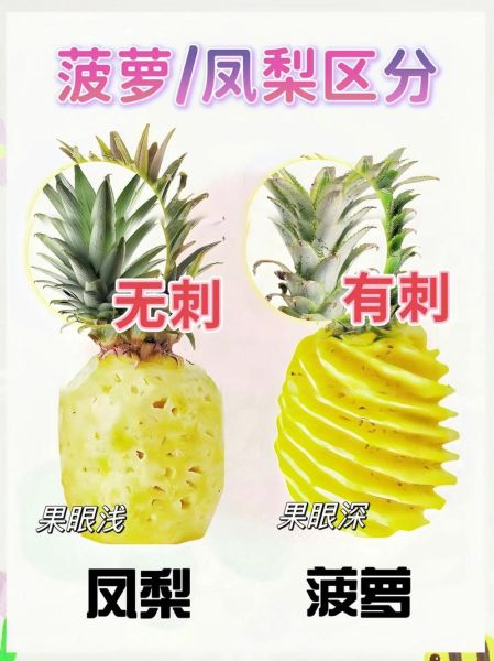 葡萄和提子的区别在哪里_哪个更好吃-第3张图片-山城妙识