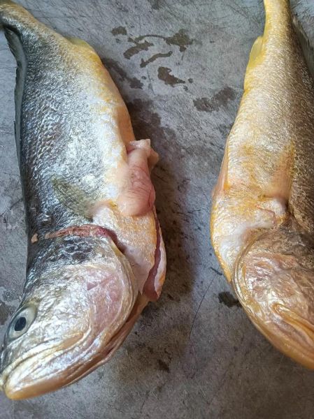 大黄鱼价格_多少钱一斤-第3张图片-山城妙识