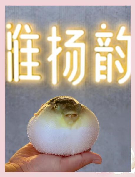 河豚生气几次会死_河豚中毒多久致命-第3张图片-山城妙识