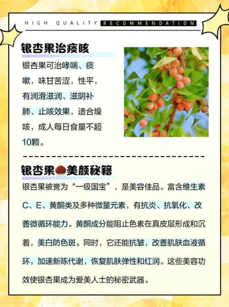 白果是银杏果吗_白果与银杏果区别-第2张图片-山城妙识