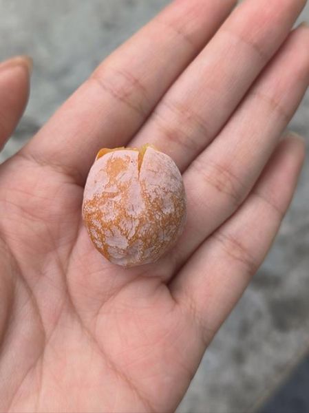 白果是银杏果吗_白果与银杏果区别-第1张图片-山城妙识