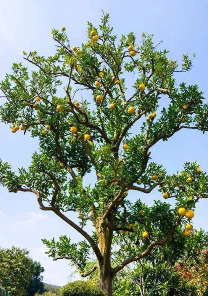 香橼树长什么样_香橼树和柠檬树的区别-第1张图片-山城妙识