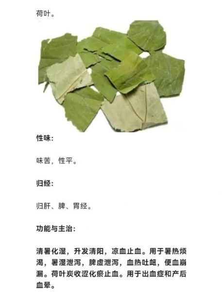 荷叶能减肥吗_荷叶的功效与作用-第3张图片-山城妙识