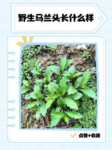 马兰头野菜开什么花_花期多久-第3张图片-山城妙识 马兰头野菜开什么花_花期多久-第3张图片-山城妙识