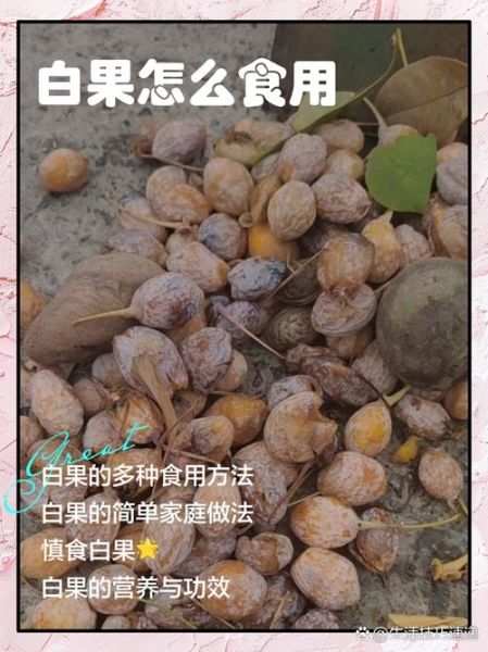 女人一天吃几颗白果好_白果一天最多吃多少粒-第3张图片-山城妙识 女人一天吃几颗白果好_白果一天最多吃多少粒-第3张图片-山城妙识