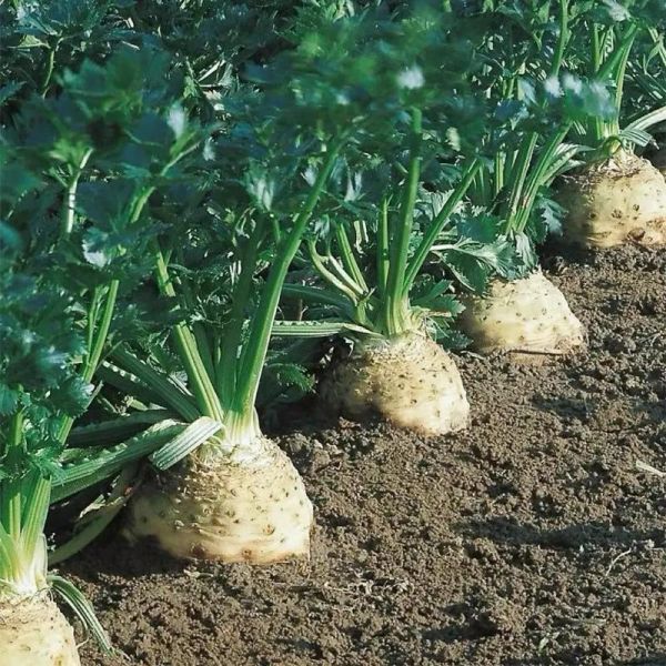 根芹菜图片_根芹菜和芹菜的区别-第2张图片-山城妙识