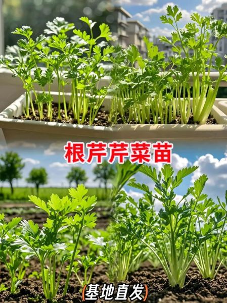 根芹菜图片_根芹菜和芹菜的区别-第1张图片-山城妙识