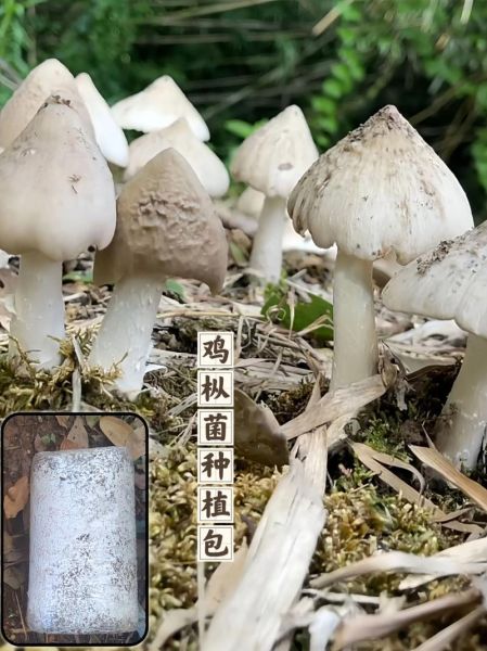 鸡枞菌价格多少一斤_鸡枞菌多少钱一斤-第2张图片-山城妙识