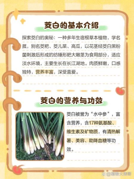 茭怎么读_茭白和茭瓜的区别-第1张图片-山城妙识