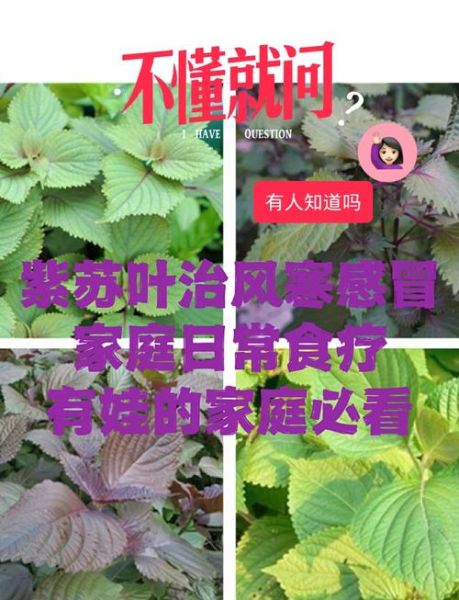 长期喝紫苏泡水喝有什么功效_紫苏叶泡水能天天喝吗-第2张图片-山城妙识