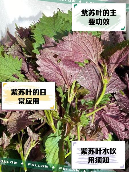 长期喝紫苏泡水喝有什么功效_紫苏叶泡水能天天喝吗-第1张图片-山城妙识