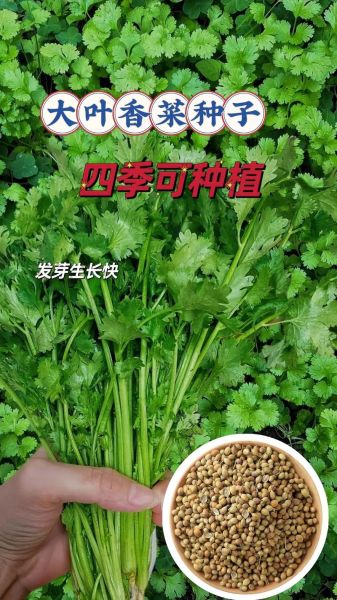 芫荽菜是什么_芫荽菜长什么样-第1张图片-山城妙识 芫荽菜是什么_芫荽菜长什么样-第1张图片-山城妙识