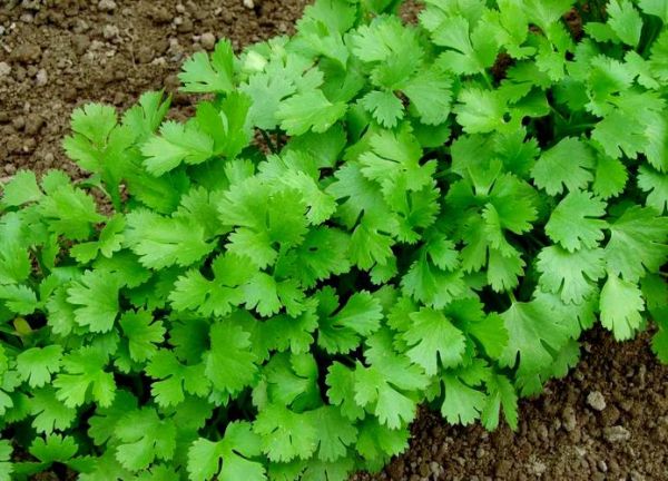 芫荽菜是什么_芫荽菜长什么样-第2张图片-山城妙识 芫荽菜是什么_芫荽菜长什么样-第2张图片-山城妙识