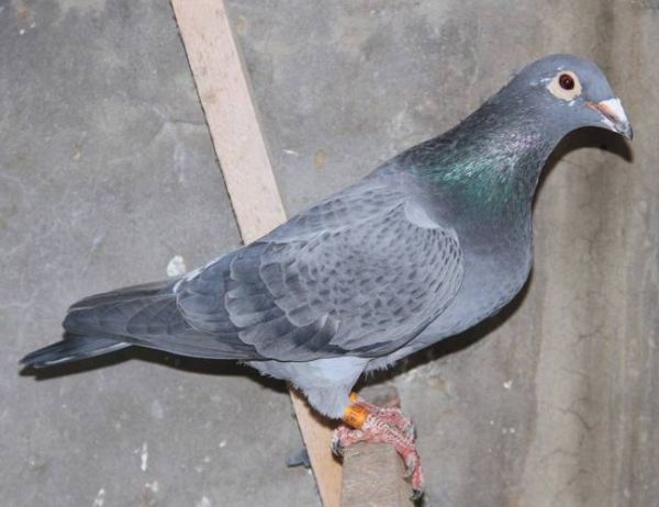 鸽子图片素材哪里找_如何挑选高清鸽子照片-第3张图片-山城妙识 鸽子图片素材哪里找_如何挑选高清鸽子照片-第3张图片-山城妙识