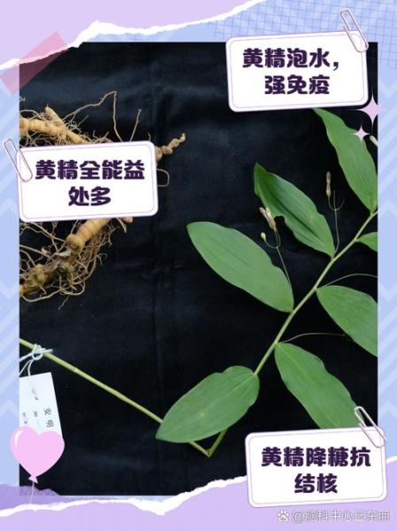黄精泡水喝的害处_黄精泡水副作用-第2张图片-山城妙识