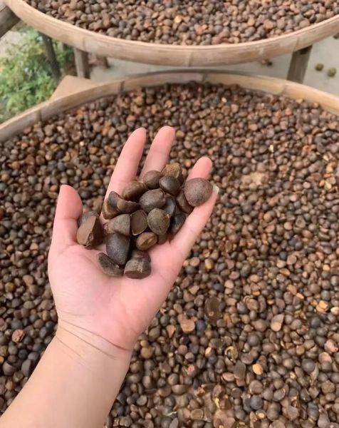 茶油为什么卖不动_茶油销售难点-第1张图片-山城妙识