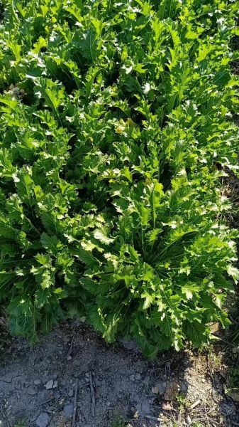 新鲜梅菜是什么菜_新鲜梅菜长什么样-第1张图片-山城妙识