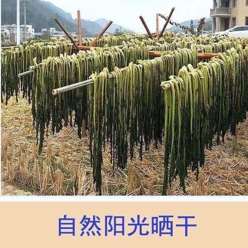 新鲜梅菜是什么菜_新鲜梅菜长什么样-第2张图片-山城妙识