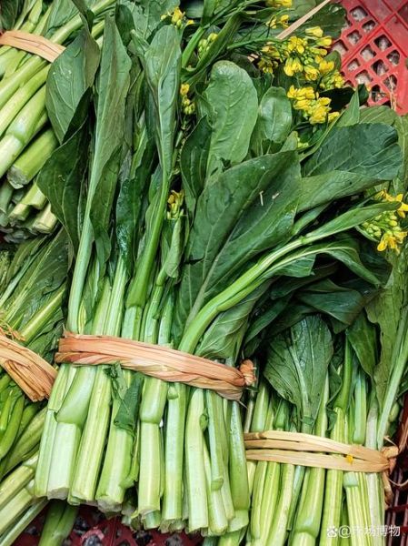 菜心是什么菜_菜心和菜薹的区别-第2张图片-山城妙识