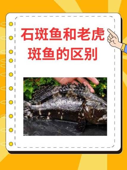 石斑鱼多少钱一斤_石斑鱼价格为什么差别这么大-第1张图片-山城妙识