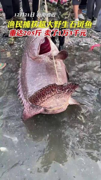 石斑鱼多少钱一斤_石斑鱼价格为什么差别这么大-第2张图片-山城妙识