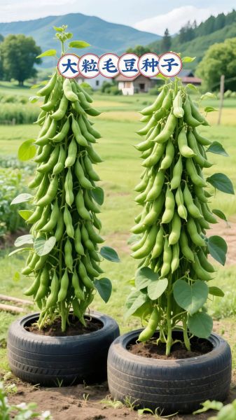 豆荚官网是什么_豆荚官网怎么下载-第2张图片-山城妙识