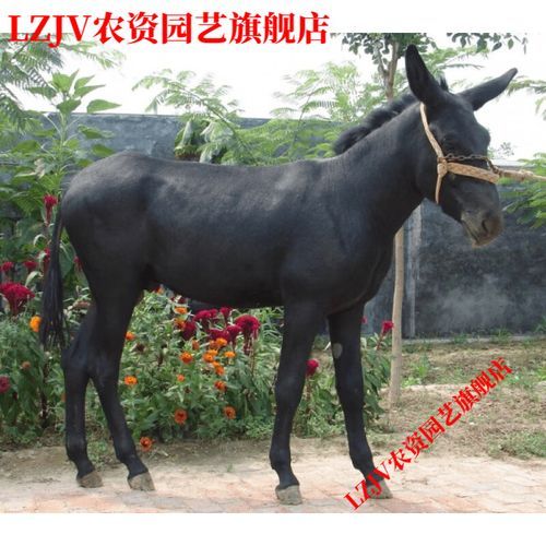 乌头驴是什么品种_乌头驴养殖技术要点-第2张图片-山城妙识