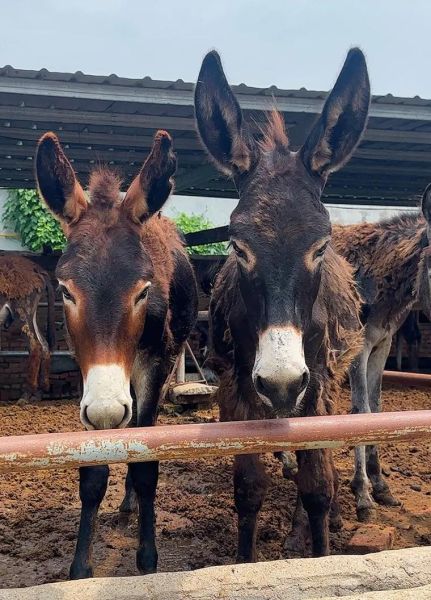 乌头驴是什么品种_乌头驴养殖技术要点-第1张图片-山城妙识