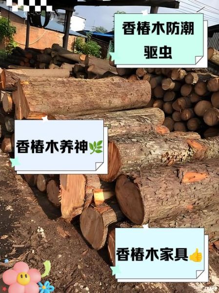 香椿木价格多少钱一方_香椿木为什么贵-第1张图片-山城妙识