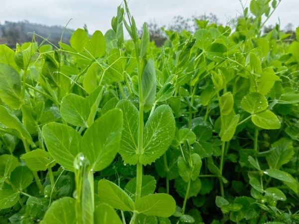 豌豆荚手机精灵官方下载_豌豆荚安全吗-第1张图片-山城妙识