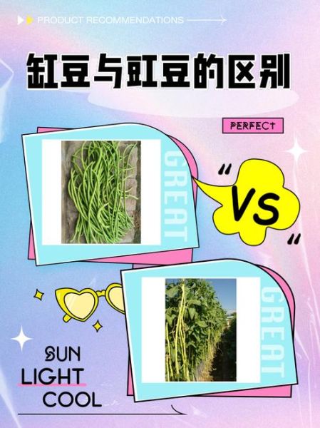 缸豆与豇豆的区别_缸豆是不是豇豆-第1张图片-山城妙识