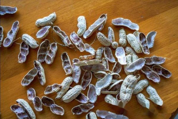 花生壳是什么垃圾_花生壳能直接扔厨余吗-第2张图片-山城妙识 花生壳是什么垃圾_花生壳能直接扔厨余吗-第2张图片-山城妙识