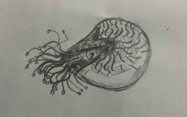 螺图片_怎么画才逼真-第2张图片-山城妙识 螺图片_怎么画才逼真-第2张图片-山城妙识