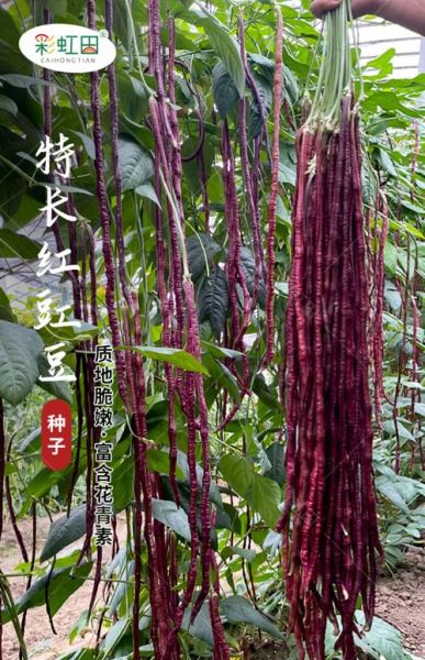 豇豆品种大全_哪个品种产量高-第2张图片-山城妙识
