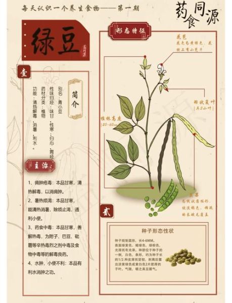 绿豆的功效与作用是什么_绿豆怎么吃最降火-第1张图片-山城妙识 绿豆的功效与作用是什么_绿豆怎么吃最降火-第1张图片-山城妙识