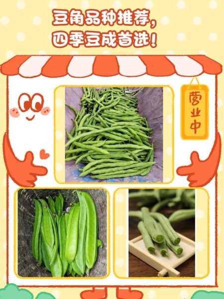 豇豆品种大全_哪个品种产量高-第3张图片-山城妙识